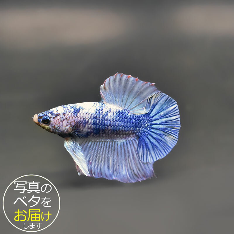 ベタはタイ原産の熱帯魚で、別名「闘魚」とも呼ばれています。 古くから観賞用や賭け事などで親しまれているペットフィッシュです。 ベタの大きな特徴の一つとしてラビリンス器官(補助呼吸器官)があげられます。 空気中の酸素を口から取り込み、器官を通...