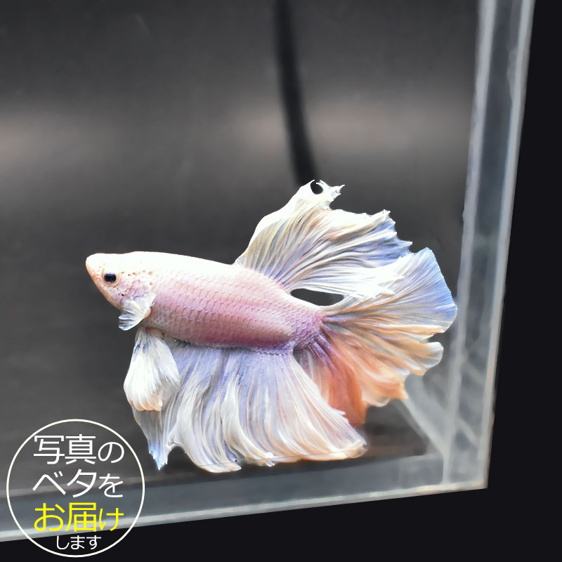 ベタはタイ原産の熱帯魚で、別名「闘魚」とも呼ばれています。 古くから観賞用や賭け事などで親しまれているペットフィッシュです。 ベタの大きな特徴の一つとしてラビリンス器官(補助呼吸器官)があげられます。 空気中の酸素を口から取り込み、器官を通...