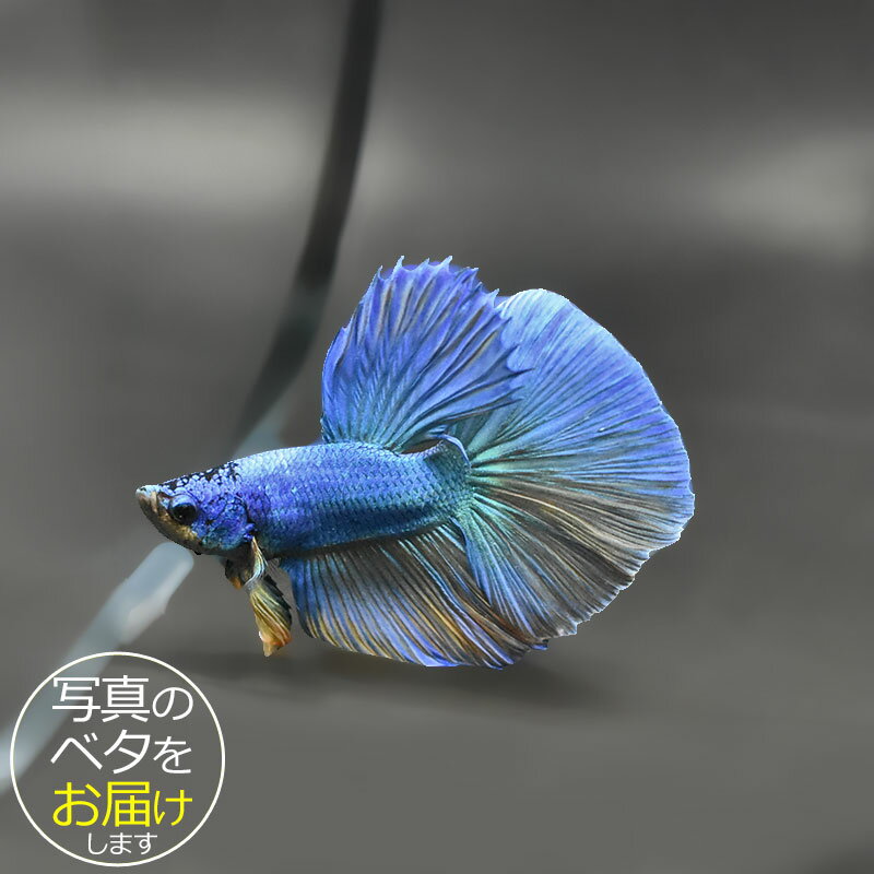 ベタはタイ原産の熱帯魚で、別名「闘魚」とも呼ばれています。 古くから観賞用や賭け事などで親しまれているペットフィッシュです。 ベタの大きな特徴の一つとしてラビリンス器官(補助呼吸器官)があげられます。 空気中の酸素を口から取り込み、器官を通...