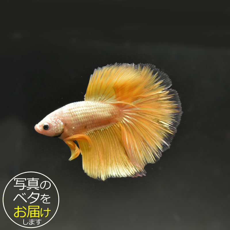 ベタはタイ原産の熱帯魚で、別名「闘魚」とも呼ばれています。 古くから観賞用や賭け事などで親しまれているペットフィッシュです。 ベタの大きな特徴の一つとしてラビリンス器官(補助呼吸器官)があげられます。 空気中の酸素を口から取り込み、器官を通...
