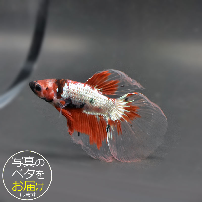 ベタはタイ原産の熱帯魚で、別名「闘魚」とも呼ばれています。 古くから観賞用や賭け事などで親しまれているペットフィッシュです。 ベタの大きな特徴の一つとしてラビリンス器官(補助呼吸器官)があげられます。 空気中の酸素を口から取り込み、器官を通...