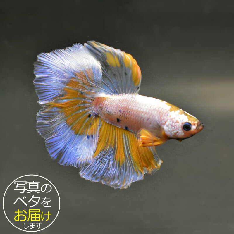 ベタはタイ原産の熱帯魚で、別名「闘魚」とも呼ばれています。 古くから観賞用や賭け事などで親しまれているペットフィッシュです。 ベタの大きな特徴の一つとしてラビリンス器官(補助呼吸器官)があげられます。 空気中の酸素を口から取り込み、器官を通...