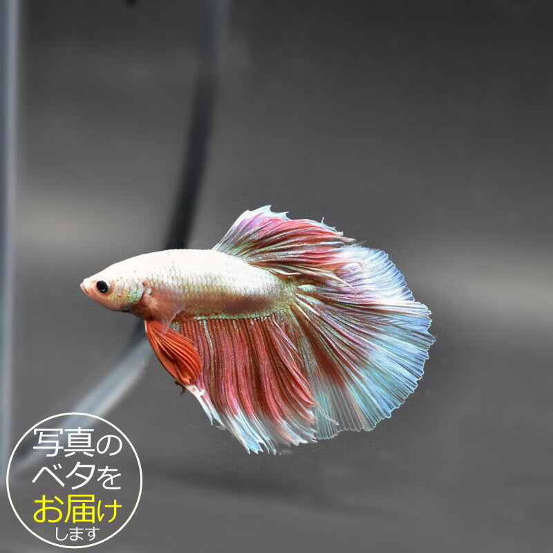 ベタはタイ原産の熱帯魚で、別名「闘魚」とも呼ばれています。 古くから観賞用や賭け事などで親しまれているペットフィッシュです。 ベタの大きな特徴の一つとしてラビリンス器官(補助呼吸器官)があげられます。 空気中の酸素を口から取り込み、器官を通...