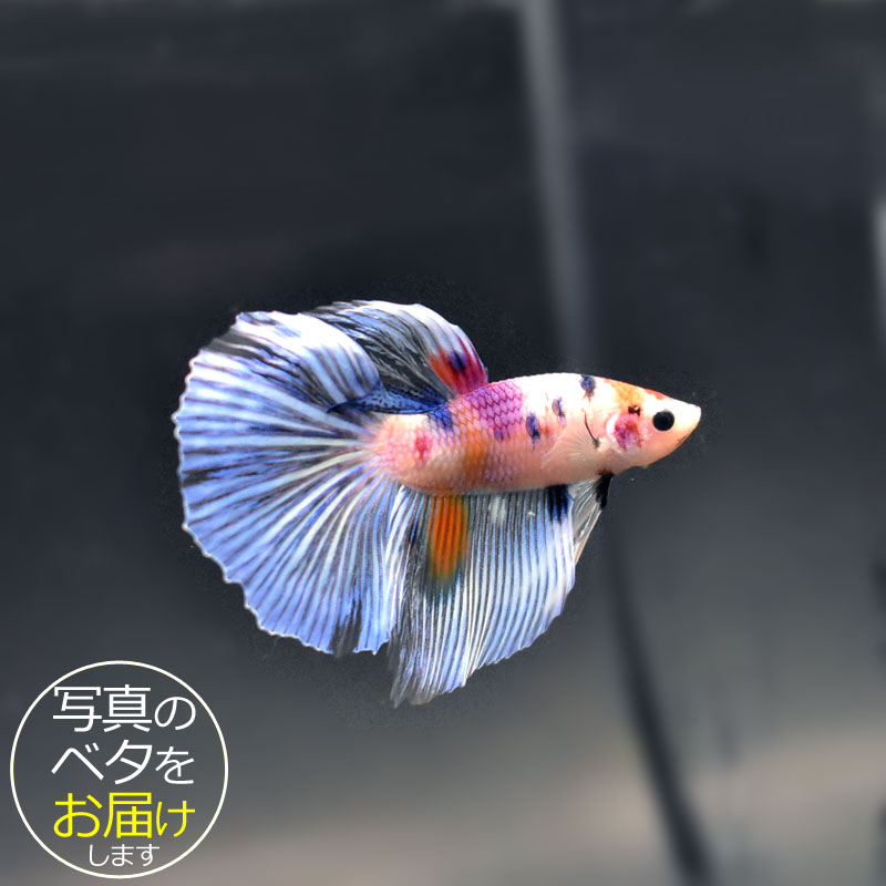 ベタはタイ原産の熱帯魚で、別名「闘魚」とも呼ばれています。 古くから観賞用や賭け事などで親しまれているペットフィッシュです。 ベタの大きな特徴の一つとしてラビリンス器官(補助呼吸器官)があげられます。 空気中の酸素を口から取り込み、器官を通...