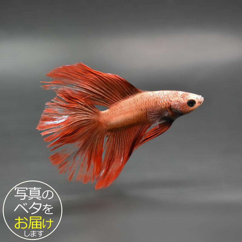 ベタはタイ原産の熱帯魚で、別名「闘魚」とも呼ばれています。 古くから観賞用や賭け事などで親しまれているペットフィッシュです。 ベタの大きな特徴の一つとしてラビリンス器官(補助呼吸器官)があげられます。 空気中の酸素を口から取り込み、器官を通...