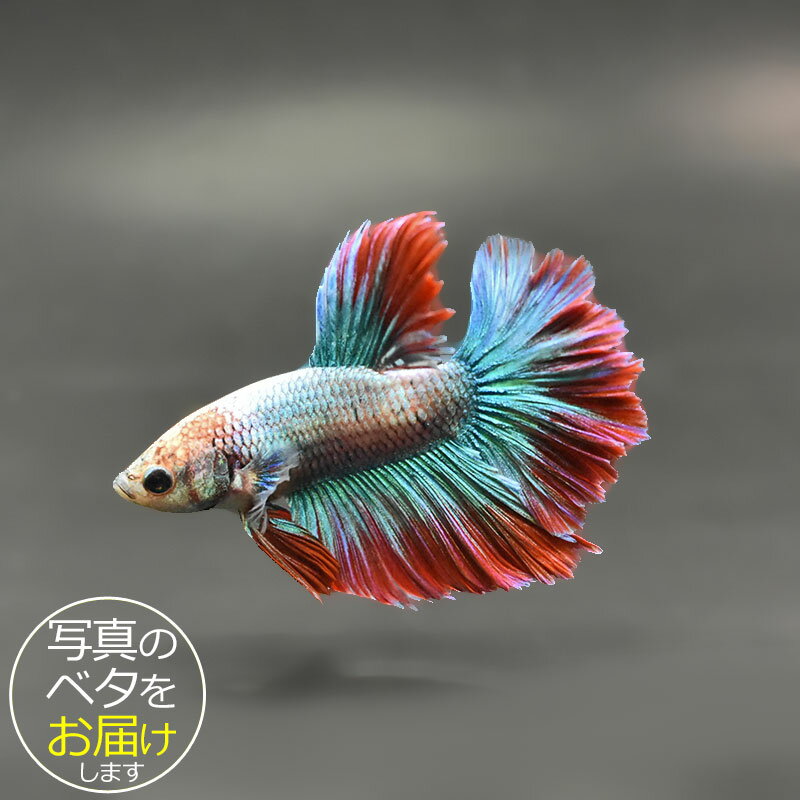 ベタはタイ原産の熱帯魚で、別名「闘魚」とも呼ばれています。 古くから観賞用や賭け事などで親しまれているペットフィッシュです。 ベタの大きな特徴の一つとしてラビリンス器官(補助呼吸器官)があげられます。 空気中の酸素を口から取り込み、器官を通...