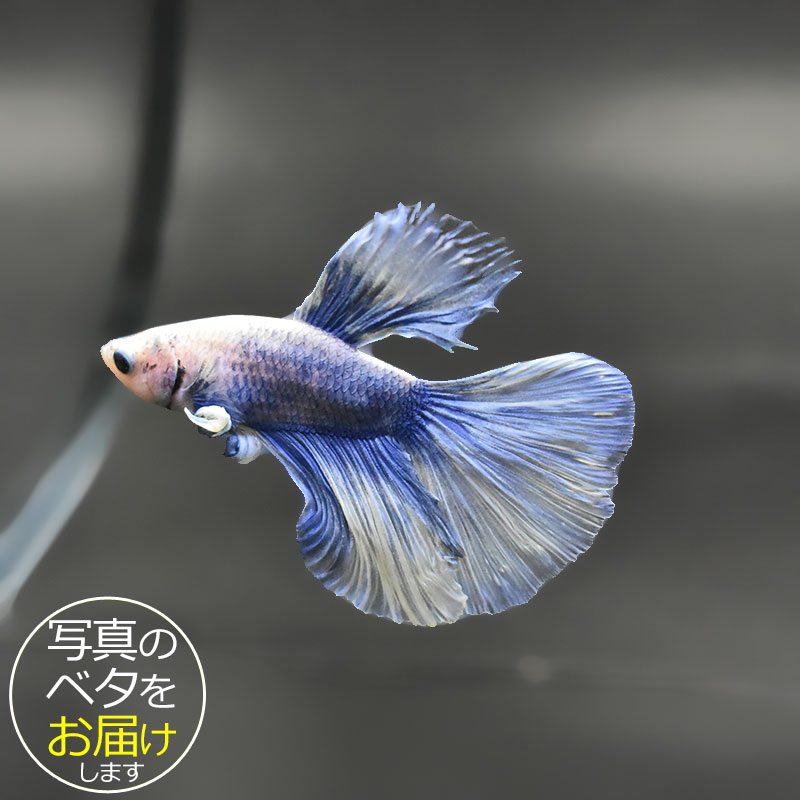 ベタはタイ原産の熱帯魚で、別名「闘魚」とも呼ばれています。 古くから観賞用や賭け事などで親しまれているペットフィッシュです。 ベタの大きな特徴の一つとしてラビリンス器官(補助呼吸器官)があげられます。 空気中の酸素を口から取り込み、器官を通...