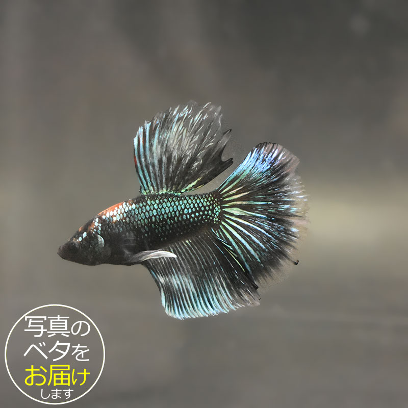 ベタはタイ原産の熱帯魚で、別名「闘魚」とも呼ばれています。 古くから観賞用や賭け事などで親しまれているペットフィッシュです。 ベタの大きな特徴の一つとしてラビリンス器官(補助呼吸器官)があげられます。 空気中の酸素を口から取り込み、器官を通...