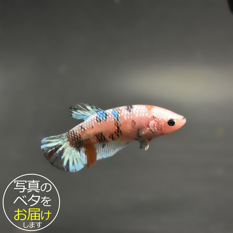 ベタはタイ原産の熱帯魚で、別名「闘魚」とも呼ばれています。 古くから観賞用や賭け事などで親しまれているペットフィッシュです。 ベタの大きな特徴の一つとしてラビリンス器官(補助呼吸器官)があげられます。 空気中の酸素を口から取り込み、器官を通...