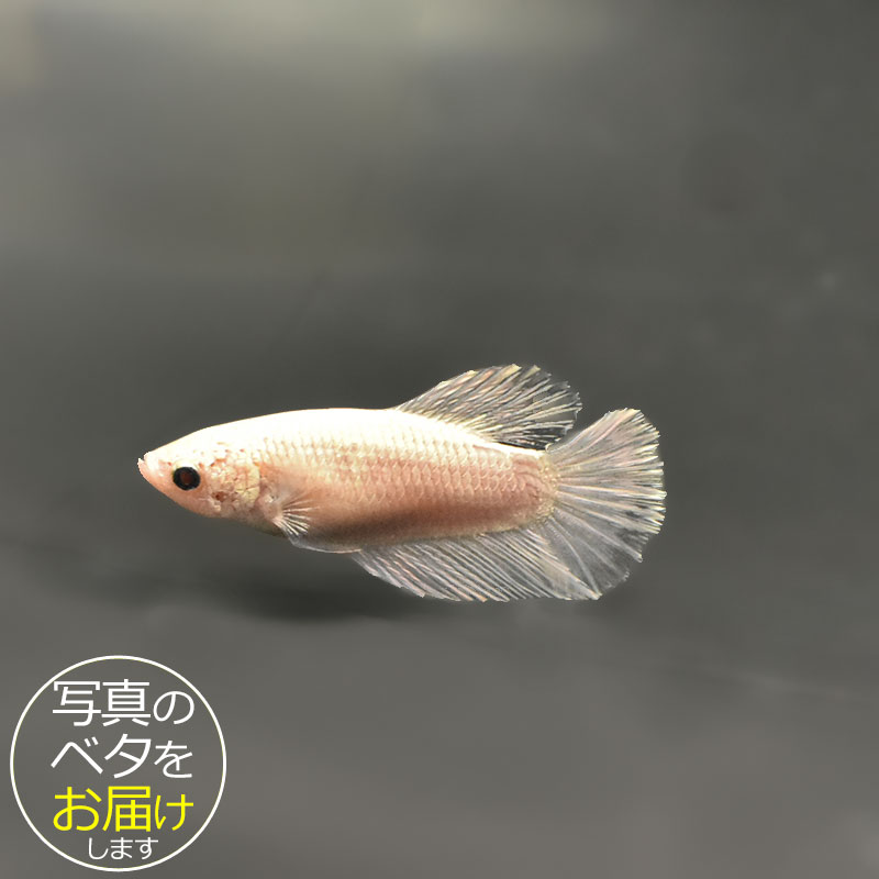 ベタはタイ原産の熱帯魚で、別名「闘魚」とも呼ばれています。 古くから観賞用や賭け事などで親しまれているペットフィッシュです。 ベタの大きな特徴の一つとしてラビリンス器官(補助呼吸器官)があげられます。 空気中の酸素を口から取り込み、器官を通...