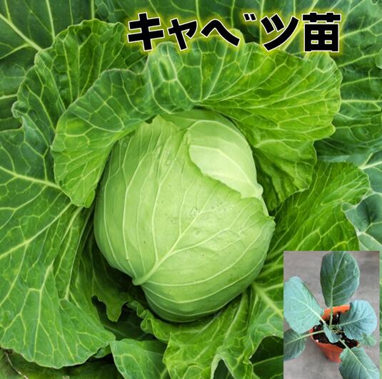 キャベツ苗 初秋 極早生　夏秋どり (周年対応用) 1