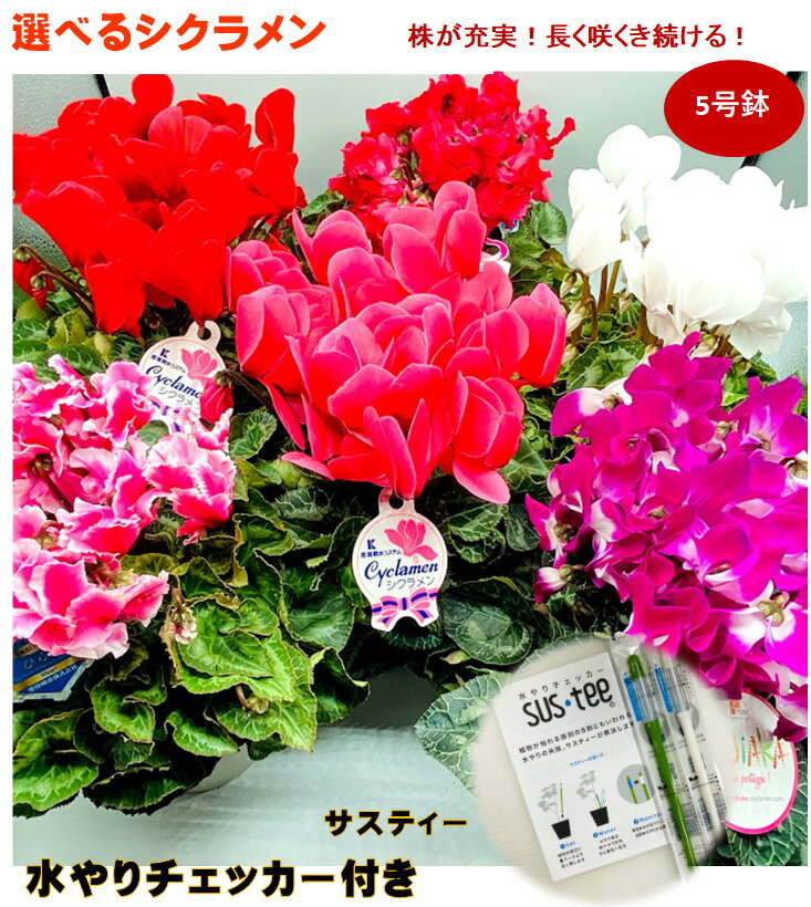 商品情報シクラメン5号鉢＋水分チェッカーサスティーM付き選べる 良質シクラメン5号鉢 1鉢 水やりチェッカー「サスティー付き」充実株 花市場より優良種品のみを入荷 12月鉢花 開花時期11〜4月頃まで 充実株で長く咲き続けます 1