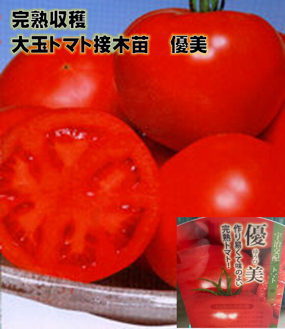 商品情報9センチポット　トマト苗　接木苗　絵ラベル付き4/6頃〜発送 完熟収穫トマト苗 品種名優美　接木苗 9センチポット　腰高豊円球果重約220g 果実はよくしまり木熟収穫できます　糖度は高く美味しい　4〜5月植え　7〜9月頃収穫 草勢は...