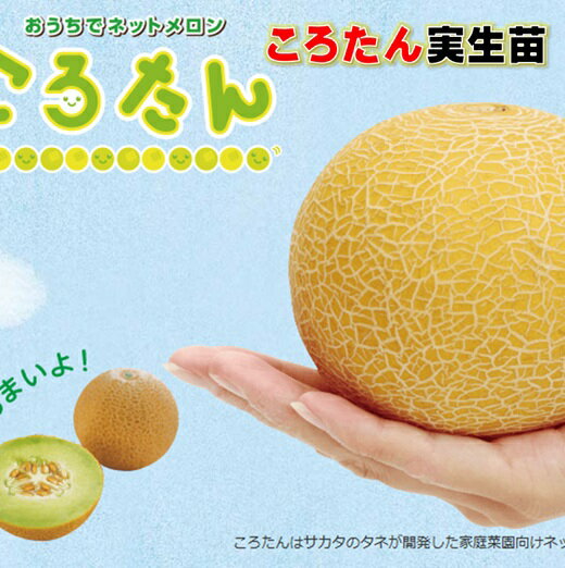 商品情報苗メロン苗自根10.5センチポットネットメロン ころたん(R) 自根苗 サカタ交配　家庭菜園でも直売所でも人気！ 5