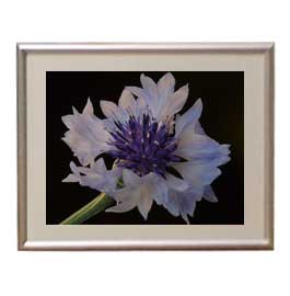 油絵 絵画 直筆仕上げ Flowers フラワーズ ♯047 アートフレーム サイズ 額入りS 【油彩 布キャンバス 国内生産】 花の絵 静物画 310×260mm インテリアアート 複製画 送料無料 絵画 販売 インテリア 油絵 油彩 壁...