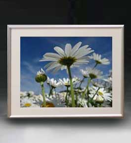 油絵 絵画 直筆仕上げ Flowers フラワーズ ♯006 アートフレーム サイズ 額入りM 【油彩 布キャンバス 国内生産】 花の絵 静物画 511×418mm インテリアアート 複製画 送料無料 絵画 販売 インテリア 油絵 油彩 壁...