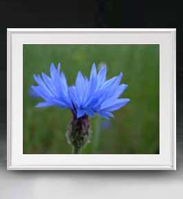 油絵 絵画 直筆仕上げ Flowers フラワーズ ♯024 アートフレーム サイズ 額入りL 【油彩 布キャンバス 国内生産】 花の絵 静物画 641×531mm インテリアアート 複製画 送料無料 絵画 販売 インテリア 油絵 油彩 壁...