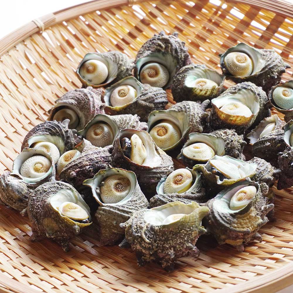 活さざえについて 時化などで漁に出れない場合があるため、基本的にお届け日のご指定はできません。あらかじめご了承ください。 名称 サザエ 内容量 1kg（25個前後） 原産地 福岡県芦屋町産 消費期限 冷蔵庫で約3〜4日 保存方法 冷蔵庫で保...