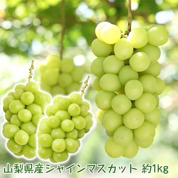 商品名 山梨県産 シャインマスカット 商品内容 2房入り（合計約1kg） 規格 産地直送用特別選抜品 種の有無 種無し 保存方法 到着後冷蔵庫で保存し、お早めにお召し上がりください。 送料 無料 生産地 山梨県 販売元 株式会社　築宝 配送...