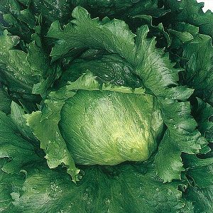 　肥大征伐具印の厳寒期どり品種。蒸し込みに強く作りやすい。 　　　　　【レタス種子】　ブリザード　Lコート5000粒　（横浜植木）　 &nbsp; &nbsp; &nbsp; &nbsp; &nbsp; &nbsp; ※栽培方法・時期は目安...