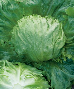 　【ご購入の皆様へ】 こちらの商品は、メーカー在庫の商品となります。 商品の発送は、通常、在庫がある場合、2〜3営業内での発送となります。 ご注文後にメーカーへ在庫確認・発注をいたします。 その為、納品までにお時間がかかる場合や商品品切れと...