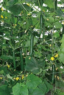 作型：越冬/促成/半促成ウドンコ病・カッパン病に強くつる下げ栽培に最適&nbsp;プロ用・専門家向け商品 【作型】越冬、促成、半促成栽培に適する。 【播種期】9月〜3月まき 【キュウリ種子】ディソール（ときわ研究所）　 【草姿】 枝の発生は...