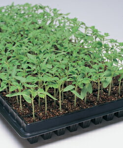 &nbsp;青枯病・コルキールート・萎凋病レース3に複合耐病虫性の緑茎台木！ 【台木用トマト種子】グリーンガード　（タキイ種苗）【特長】 ●青枯病（B）とコルキールート（褐色根腐病：K）に強耐病性のF1台木。 ●青枯病とコルキールートのほか...