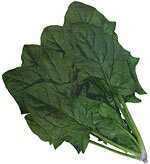 夏から春まき用　耐暑・耐寒性強く、在圃性がある　ベト病（R−1〜7）抵抗性品種 &nbsp;【ほうれん草】　グリーンホープ　（カネコ種苗） 特長&nbsp; &nbsp; 　ベト病（R-1〜7）に抵抗性を持っています。 　草姿は立性、葉先の...