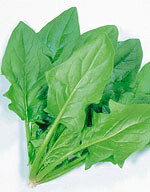 　　　　　　【ほうれん草種子】ソロモン法蓮草　（サカタのタネ）　1dl 晩夏‐秋‐早春まき用 法蓮草！ 【主なご購入者】家庭菜園向け商品 【栽培のしやすさ】★ ★ （中級者向） 【種まき時期】 8-10月(露地)・11-3月（ハウス・トンネ...