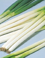 　　　　　　【一本ネギ種子】【ハウス簡易軟白栽培向け】　冬扇3号　20ml　（サカタのタネ）　　 &nbsp; 耐寒性強く極多収！厳寒期どりおよびハウス簡易軟白栽培の決定版！！ 【主なご購入者】家庭菜園向け商品 &nbsp; &nbsp; ...