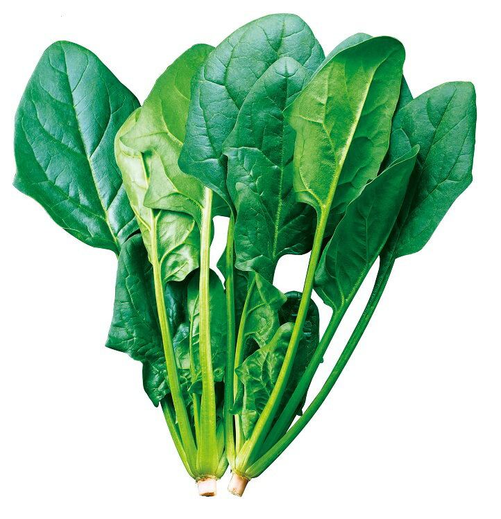 株が太り、葉も濃緑・肉厚で多収。作業性もよく、葉と軸のバランスが良い。 ほうれん草種子　日本農林社　ガヤルド　M3万粒 プロ用・専門家向け種子 &nbsp; 【特長】 ・高度ベト病抵抗性（R1〜12+14,15）。 ・わずかに欠刻のある丸葉...