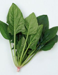 　秋冬まき用ホウレンソウ　暖冬・厳冬でも適度な伸長性の多収型品種 ほうれん草種子　サカタのタネ　ゴードン　M3万粒 プロ用・専門家向け種子 &nbsp; 【特長】 1. べと病R-1〜9、11〜16に抵抗性がある。 2. 濃緑色、平滑な広葉...