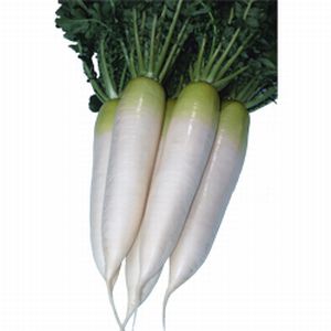 春大根のトップバッター 大根種子　渡辺農事　春岬　1000粒 プロ用・専門家向け種子 &nbsp; 【特長】 抽苔は極遅い。 根長はやや長めで尻詰りが良い。 首の色が濃く、ひげ根が細い。 低温肥大性は高く、空洞症の発生は極少ない。 肌は光沢...