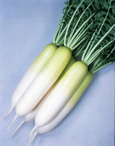 低温肥大性に優れ、根形の良い、秋〜冬どり用のYR青首大根！ 大根種子　カネコ種苗　冬美人　コート5000粒 プロ用・専門家向け種子 &nbsp; 【特長】 根形は尻詰まりの良い総太り型で、低温肥大性・伸長性に優れます。 首部はやや淡い緑色、...