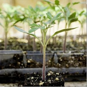 イチョウ病レース3に抵抗性を有し、青枯病にも強い トマト用台木種子　みかど協和　足じまんSS　100粒 プロ用・専門家向け種子 &nbsp; 【特長】 1.青枯病、ToMV（Tm-2a）、萎凋病レース1および2、3、根腐萎凋病（J3）、半身...