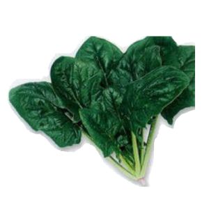 作業性と耐暑性に優れた極濃緑・晩抽品種 ほうれん草種子　トーホク　モデラート　50ml 家庭菜園向け商品 &nbsp; 【タネまき時期】　※詳しいタネまき時期は作型表をご参照ください。 春まきの種子 【タネまき時期：3〜5月】 夏まきの種子...