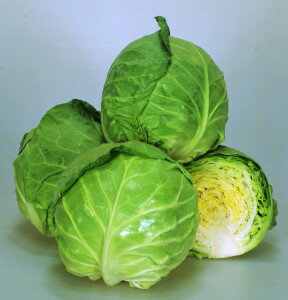 玉伸びの良い、ボール型甘藍 キャベツ種子　カネコ種苗　爽月　20ml プロ用・専門家向け種子 &nbsp; 【特長】 ボール型の極早生で播種後約85日で収穫できます。 球は鮮緑色で、従来のボール形品種よりも大玉に揃います。 中肋は細く、葉質...