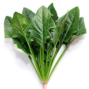 厳寒期の栽培に適する秋冬どり品種 ほうれん草種子　渡辺農事　ステーシー　1L プロ用・専門家向け種子 &nbsp; 【特長】 低温伸長性に優れ、特に厳寒期の栽培に適する秋冬どり品種。 草姿は極立性、軸の柔軟性が高く、収穫作業性に優れる。 葉...