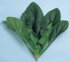 　　　　　　【渡辺採種場】 【ほうれん草種子】 サマービクトリー7（セブン）　30,000粒　　 &nbsp; 極立性で作業性良い、 春〜夏まき用ホウレンソウ！ 【主なご購入者】プロ用・専門家向け種子 &nbsp; &nbsp; &nbsp...