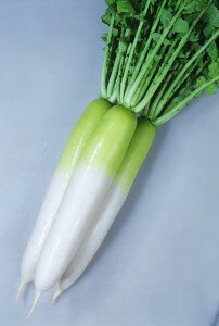 品質が抜群に優れ 萎黄病、軟腐病に強い 春から夏まき用の青首大根 大根種子　カネコ種苗　初夏美人　20ml プロ用・専門家向け種子 &nbsp; 【特長】 根形はバランスの良い総太り型で、品質の良い品種です。 首部は鮮緑色、肌は純白、なめら...