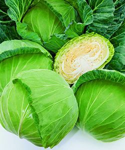 　　　　　【キャベツ種子】　【タキイ種苗】　YR若空　2000粒　　 &nbsp; 在圃性にすぐれ5月出荷が可能な秋まきの寒玉系中早生種! 【主なご購入者】プロ用・専門家向け種子 &nbsp; &nbsp; &nbsp; &nbsp; &n...