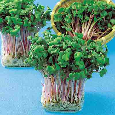 中原のスプラウトシリーズ　かいわれ系 スプラウト種子　 中原採種場　 ルビーかいわれ　 小袋 商品の特長 赤茎のかいわれダイコン。ビタミン、ミネラルが含まれる。料理のアクセントとして彩り良く、サラダやサンドイッチに最適。 ※参考文献：JP発...