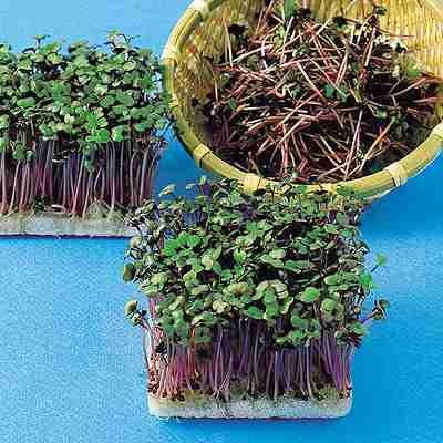 中原のスプラウトシリーズ　かいわれ系 スプラウト種子　 中原採種場　 レッドキャベツ　 小袋 商品の特長 色鮮やかな赤紫色の茎が特徴で、ほんのり甘く、クセのない味。胃にやさしい酵素が含まれ肉料理の付け合わせにおすすめ。ビタミンA、Cが含まれ...