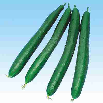 ベト病に強い抑制の決定版！！ 胡瓜種子　 中原採種場　 近成山東　 2dl（約3500粒） 商品の特長 ●夏節成×山東の一代交配種、着果性良好、しかも側枝の発生が良く、側枝は節成となる。●草勢が強く耐暑性にすぐれ、病気に強く作り易い。●すば...