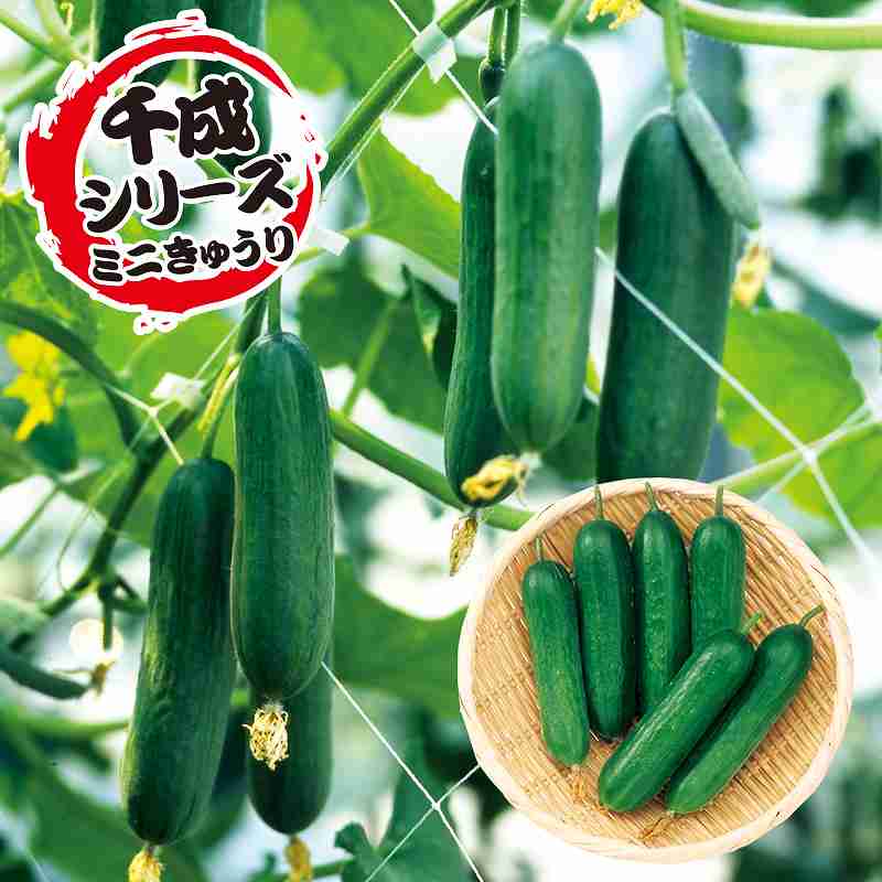 病気に強くて完全節成、スナック感覚のミニキュウリ！！ 胡瓜種子　 中原採種場　 ドカナリ千成　 100粒 商品の特長 ●果長9?10cm、果重40g前後のミニキュウリ、イボのない光沢のある濃緑果で、揃い良く、着果は旺盛で曲がり果や奇形果はほ...