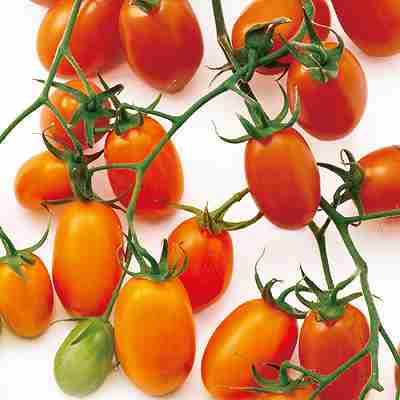高糖度、食感が良いプラム型のミニトマト!! トマト種子　 中原採種場　 TYジュエル　オレンジ　 1000粒 商品の特長 ●トマト黄化葉巻病（Ty-2）に対し耐病性のほか、トマトモザイク（Tm-2a）、根腐萎凋病（J3）にも耐病性を示す。や...