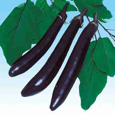 初期収量の多い早生大長ナスの決定版！！ 茄子種子　 中原採種場　 極早生黒びかり2号　 2000粒 商品の特長 ●九州地方の大長茄子と極早生品種との交配に依って出来た早生大長茄子。●草姿は半立性で草勢極めて強く、葉は中型で節間は短い方である...