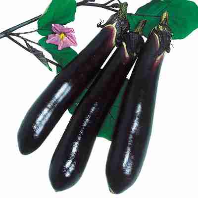 極早生で豊産性抜群、色ツヤ最高の中細長ナス！！ 茄子種子　 中原採種場　 極早生黒びかり　 小袋（40粒） 商品の特長 ●極早生で豊産の長茄子。●果長は25?27cmで、果形は細めの長茄子。●果色は濃黒紫色でツヤがあり、石ナスと夏ボケが少な...