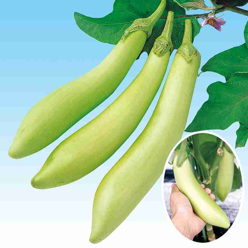 ガッチリした草姿、品質極上の白長ナス！！ 茄子種子　 中原採種場　 白長茄子　 小袋（60粒） 商品の特長 ●耐暑性が強く、豊産の白長ナス、果長20?23cmの中長茄子。●果色は淡緑色でツヤがあり、ヘタは小さくて、果皮はややかたいが、果肉が...