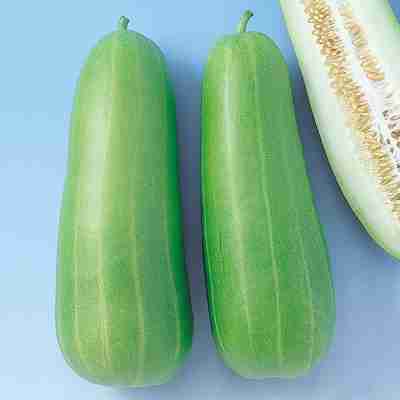 鮮やかなグリーン、浅漬用として最適！！ 白瓜種子　 中原採種場　 浅みどり　 100粒 商品の特長 ●果長は25cm前後、外皮は緑の地色に淡緑の縞が入りツヤがある。果形は円筒形で、果揃いが極めてよく、スマートな外観。●果肉は厚く、歯切れのよ...